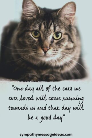 41 Heartfelt Loss of Cat Quotes and Images - Sympathy Message Ideas