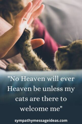 41 Heartfelt Loss of Cat Quotes and Images - Sympathy Message Ideas