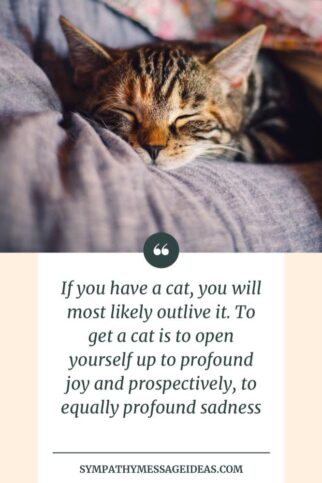 41 Heartfelt Loss of Cat Quotes and Images - Sympathy Message Ideas