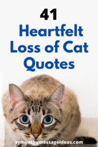 41 Heartfelt Loss of Cat Quotes and Images - Sympathy Message Ideas