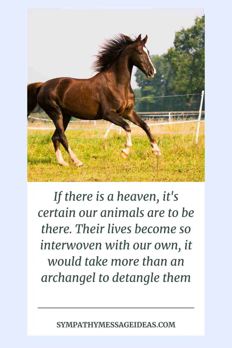 39 Moving Loss of Horse Quotes - Sympathy Message Ideas